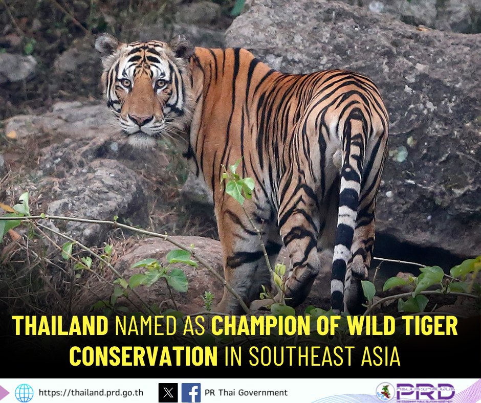 Thailand named as champion of wild tiger conservation in Southeast Asia