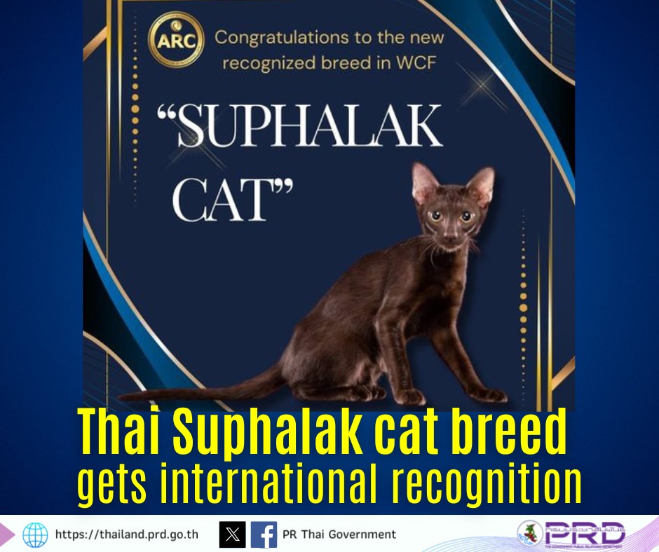 Thai Suphalak cat breed gets international recognition