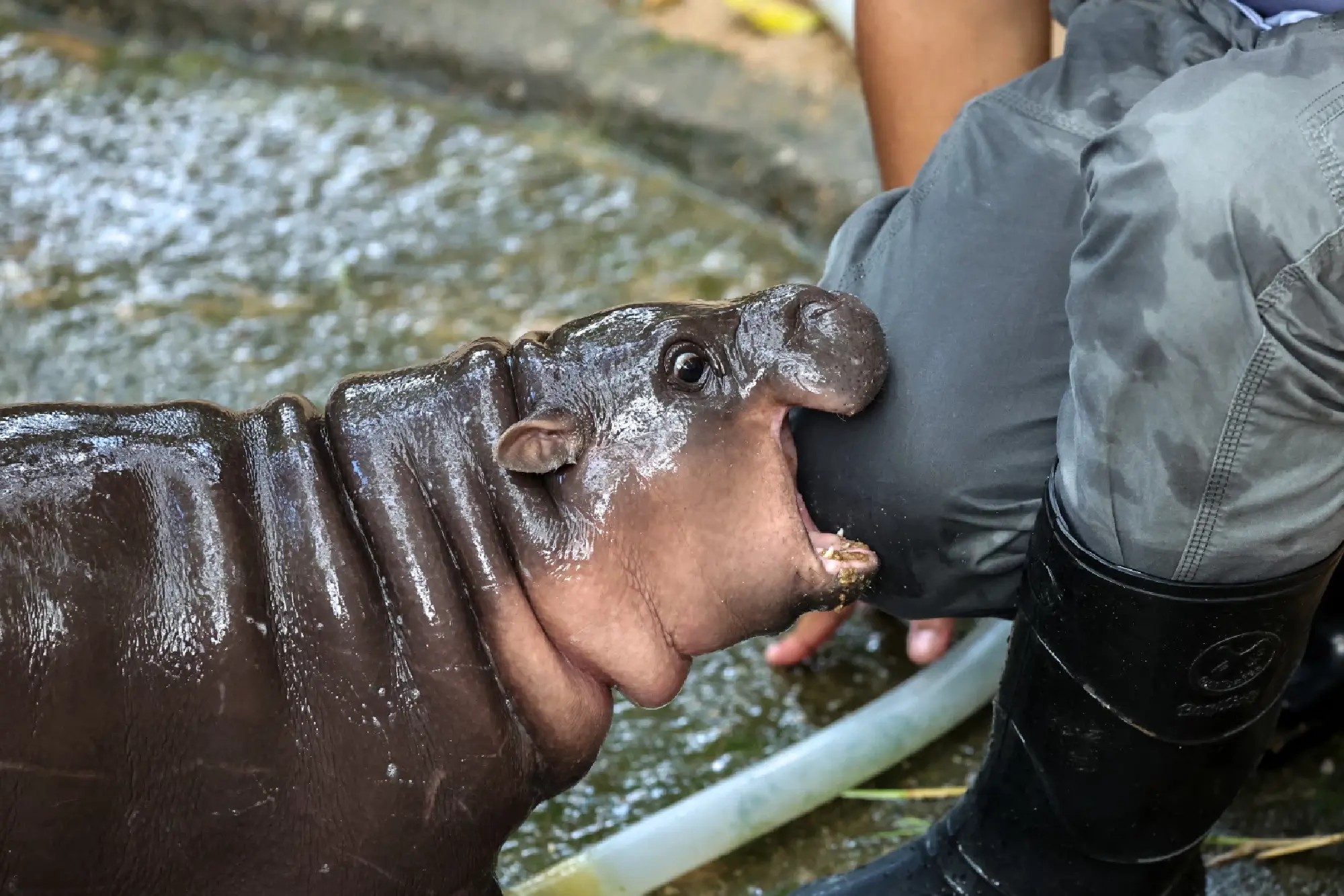 Moo Deng, the pygmy hippo from Thailand Captivates the Internet with ...